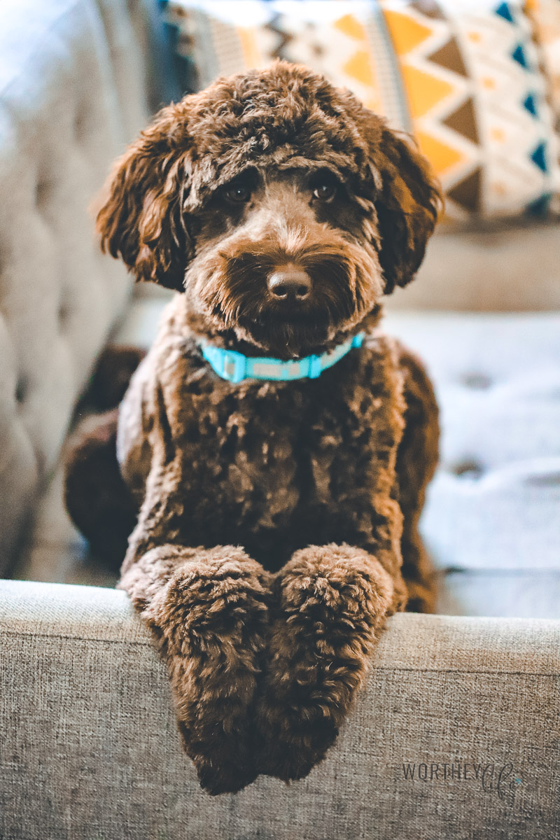 18 Reasons Why Dogs Are Magical + Why You Need One